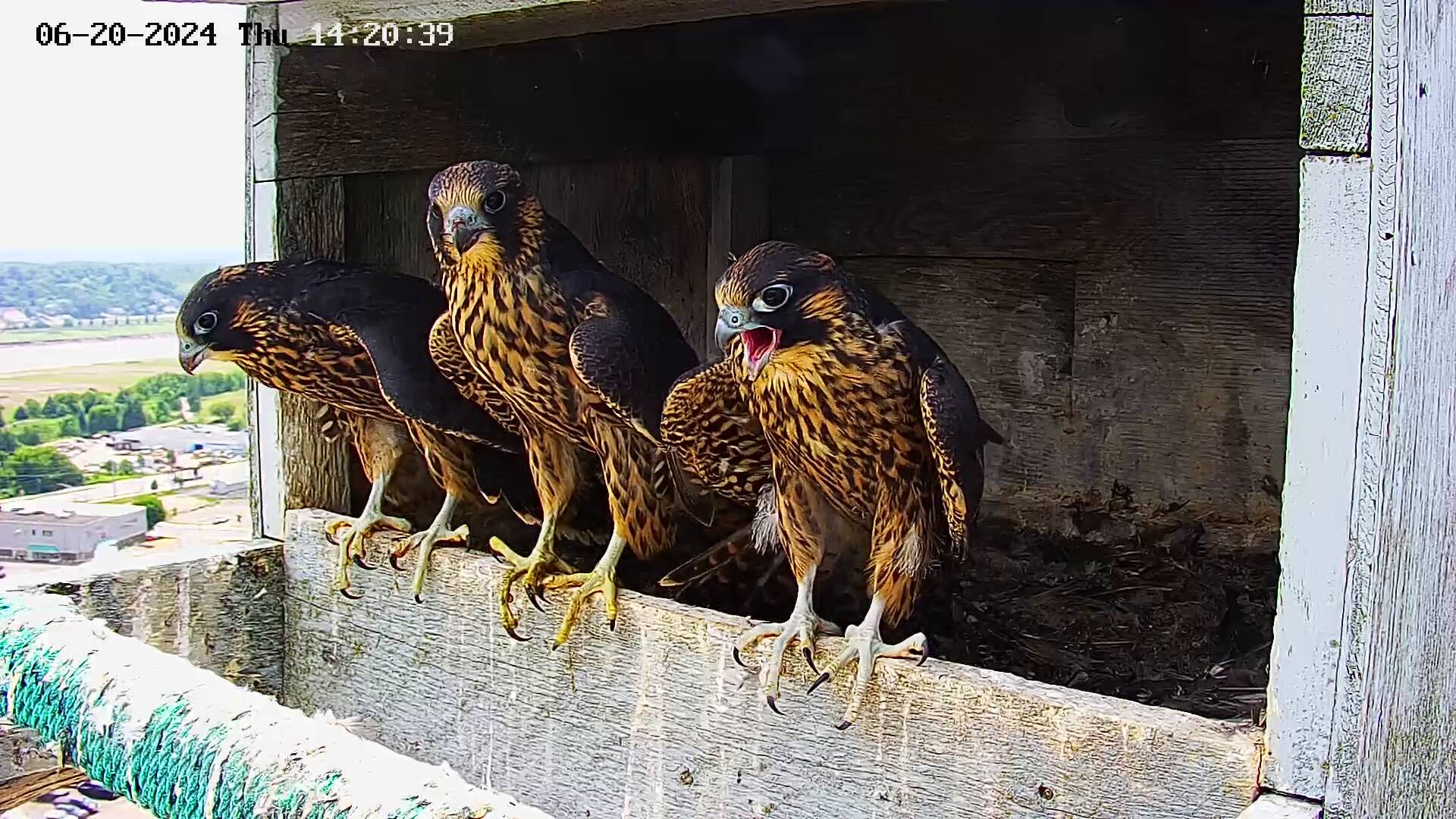 Peregrine Falcon Nest Cam Magnetic Hill Zoo